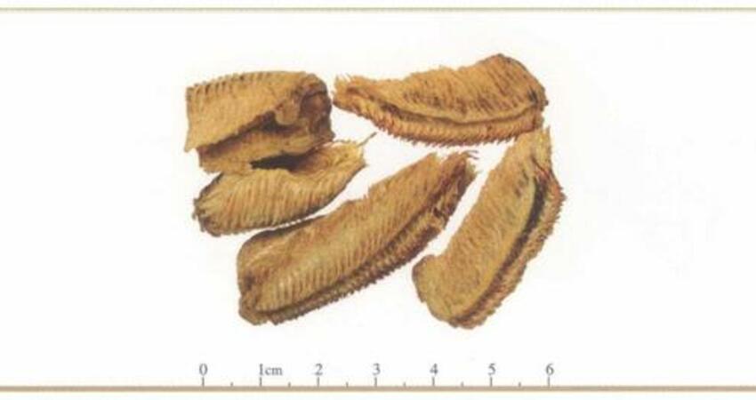 補遺之王——桑螵蛸 - Qoo | FUN01 創作分享