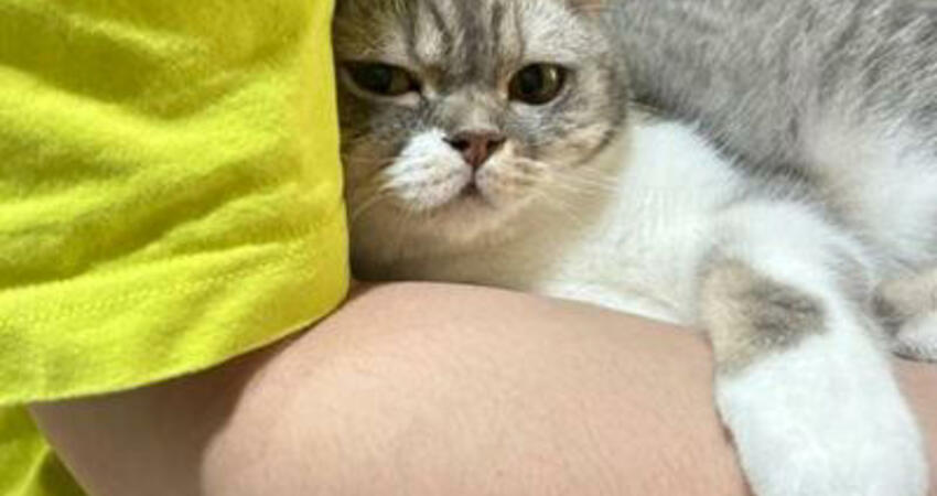 「貓小三」緊抱爸爸不放 每天跟媽上演「爭寵戲碼」 - facetook | FUN01 創作分享