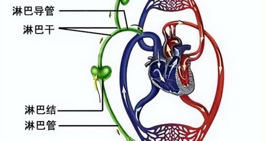 你還在相信淋巴按摩有奇效嗎？ - zx | FUN01 創作分享